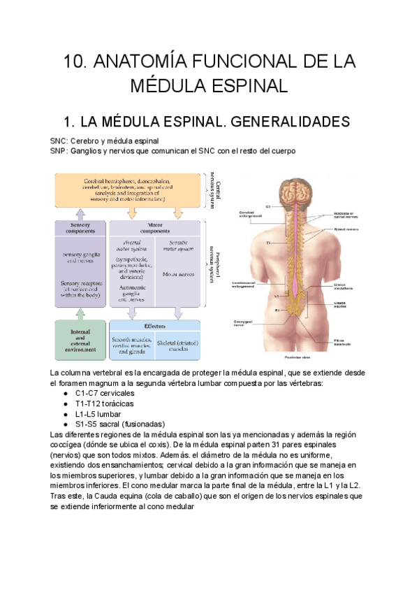 TEMA-10.-ANATOMIA-FUNCIONAL-DE-LA-MEDULA-ESPINAL.pdf
