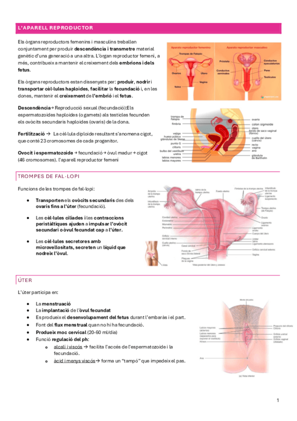 UNITAT-9-Reproductor.pdf