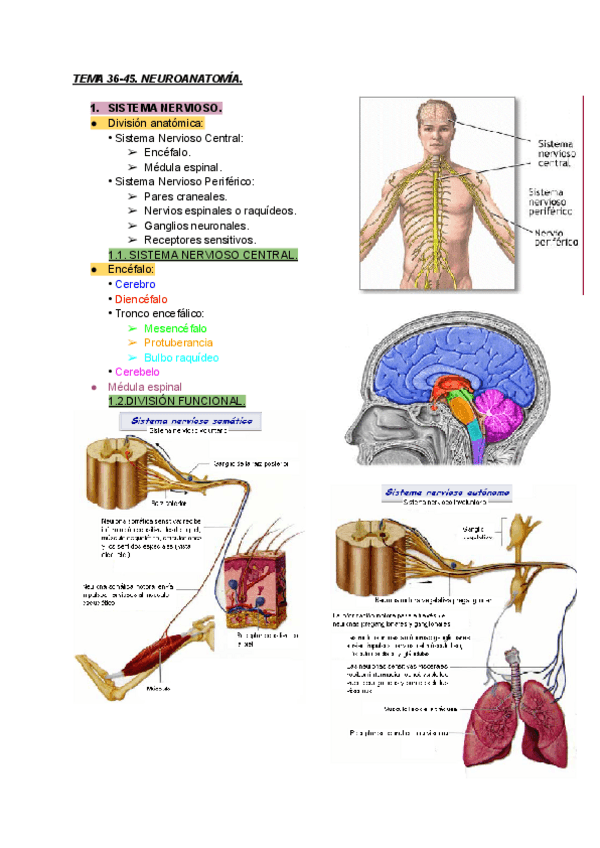 Tema 36 45 Anatomia Imp Pdf