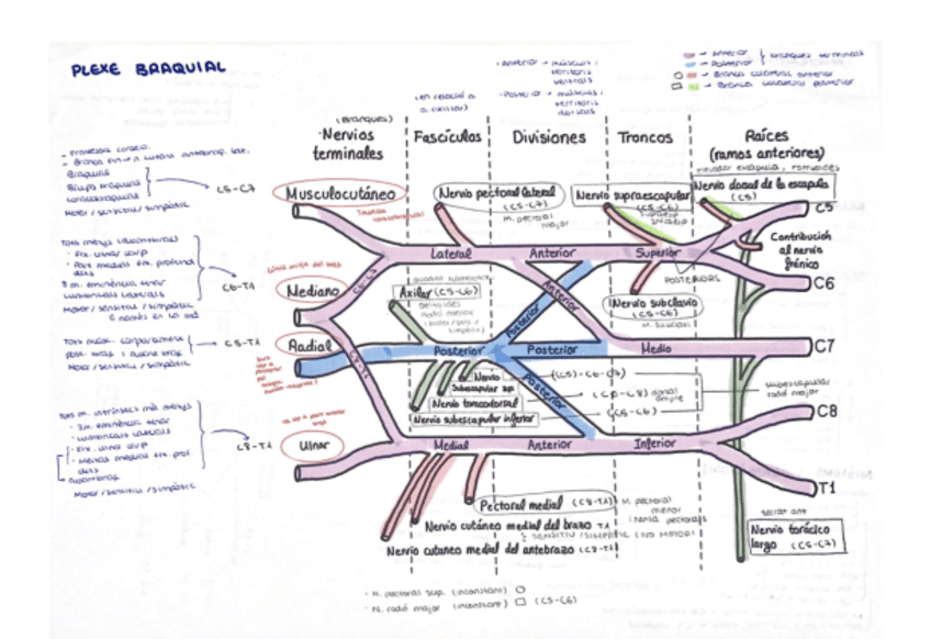 Plexo Braquial (Características, Relaciones, Miotomas Y Dermatomas).pdf