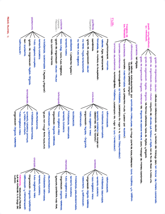 Esquema Tema 14. Reino Animal (II).pdf