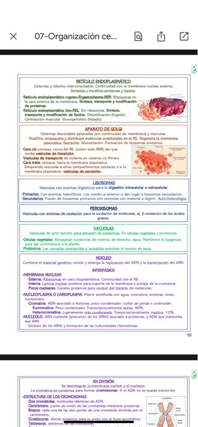 Esquema-ORGANIZACION-CELULAR-pdf.pdf