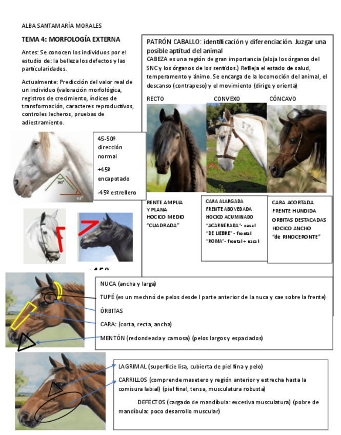 MORFOLOGIA-EXTERNA.pdf