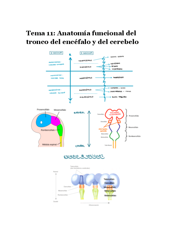 Tema-11-Anatomia-funcional-del-tronco-del-encefalo-y-cerebelo.pdf