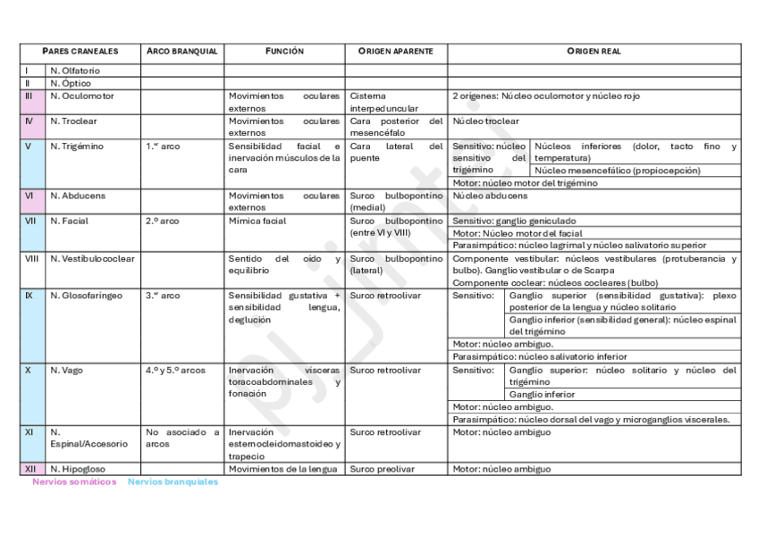 Pares-craneales-Tabla-Resumen.pdf