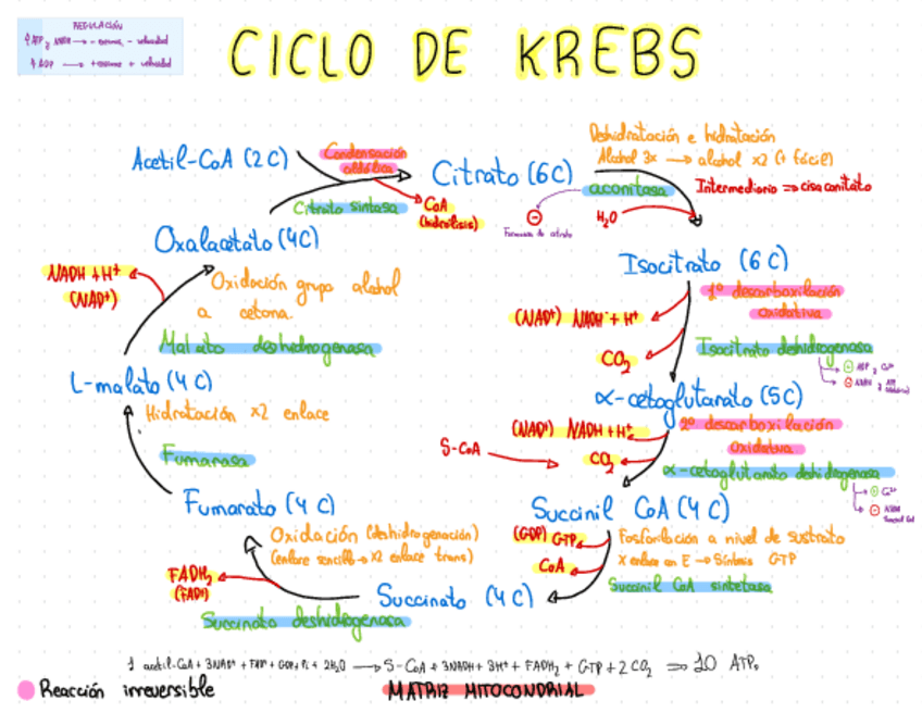 Esquemas-Ciclo-De-Krebs.pdf