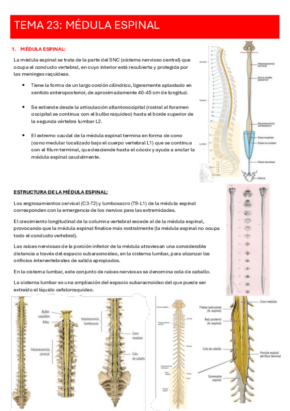 TEMA-23.-MEDULA-ESPINAL.pdf