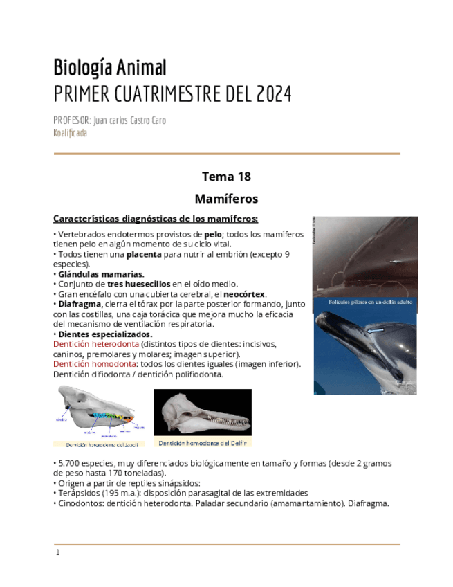 Tema-18-Mamiferos.pdf
