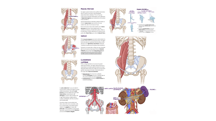 Anatomia-abdomen-posterior.pdf