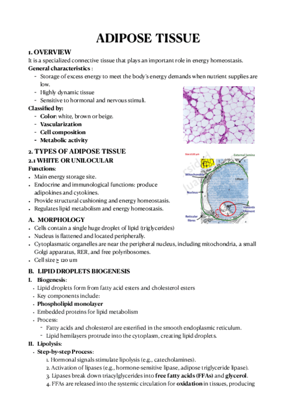 6.-Adipose-tissue.pdf