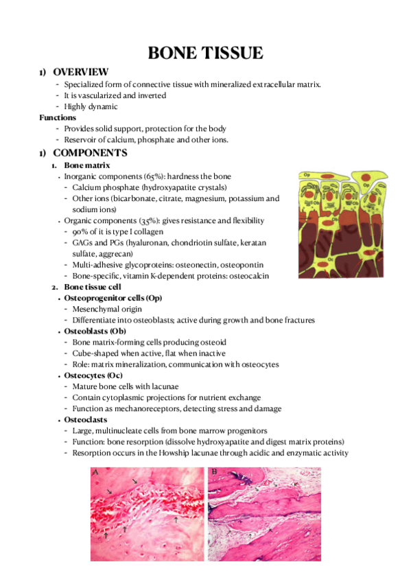8.-Bone-tissue.pdf