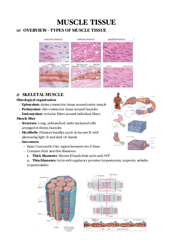 9.-Muscle-Tissue.pdf