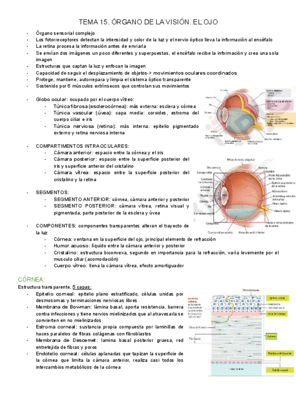 Tema-15-El-Ojo.pdf