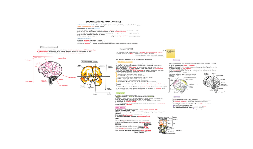 Mapa-conceptual-SNC.pdf