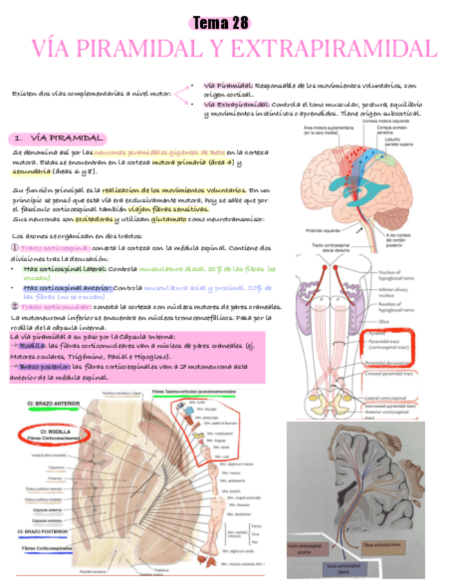 Tema-28.-Via-Piramidal-Y-Extrapiramidal.pdf