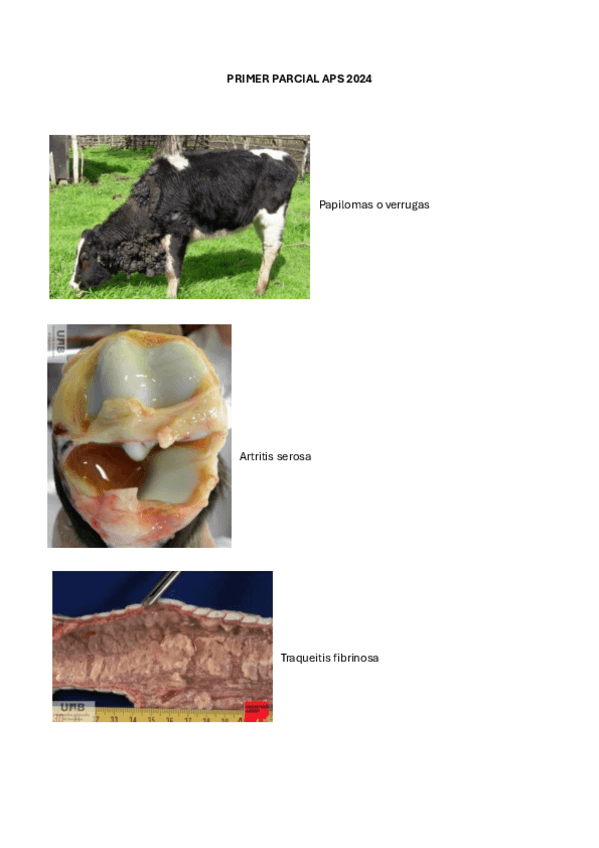 PRIMER-PARCIAL-APS-2024.pdf
