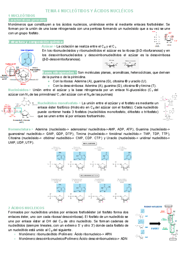 TEMA-4-NUCLEOTIDOS-Y-ACIDOS-NUCLEICOS-2.pdf