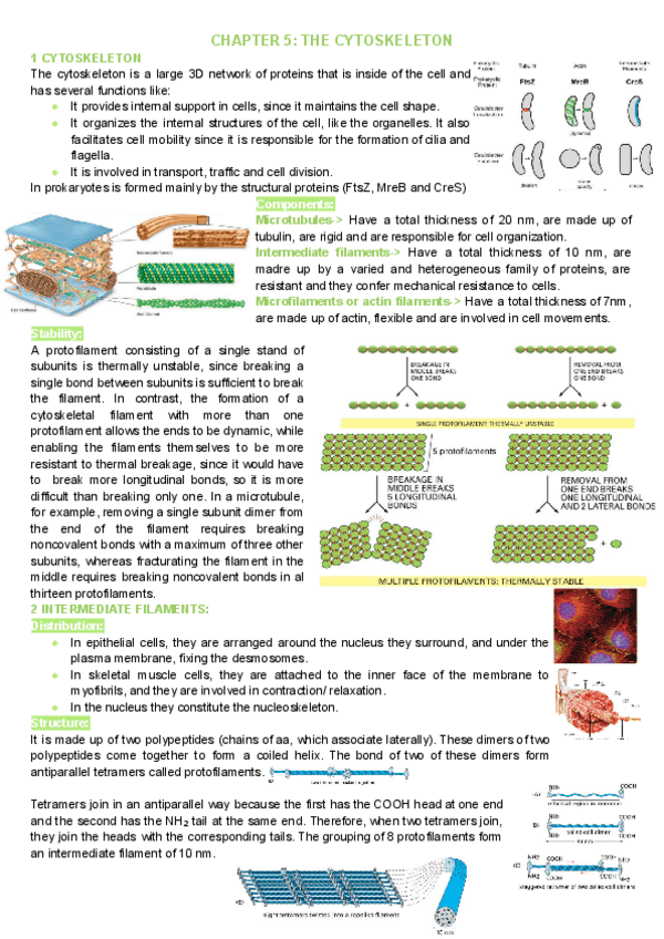 CHAPTER-5-THE-CYTOSKELETON.pdf