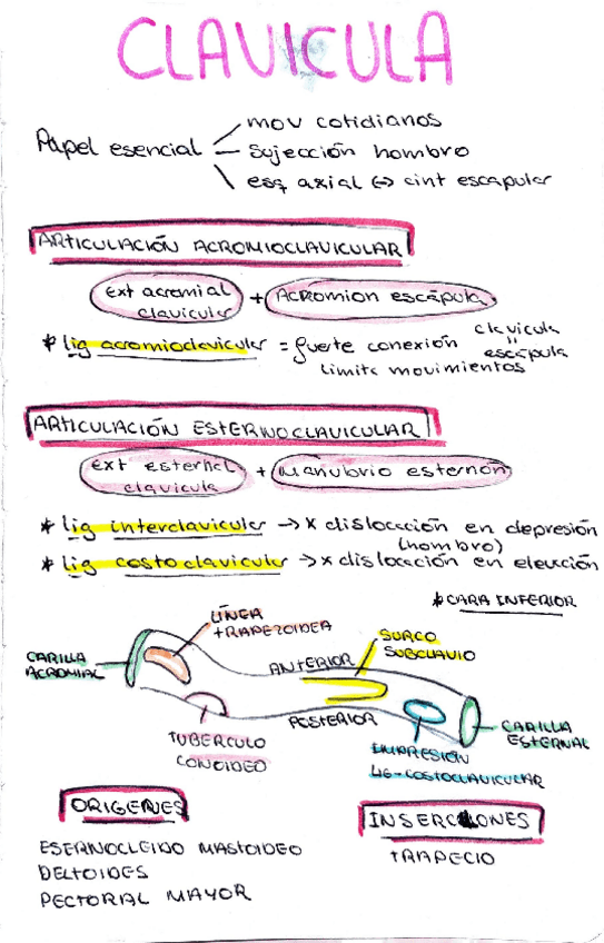 Flashcards-anato-osteologia.pdf