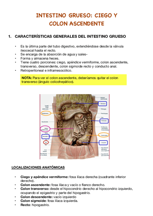 T35-Ciego-colon-ascendente.pdf