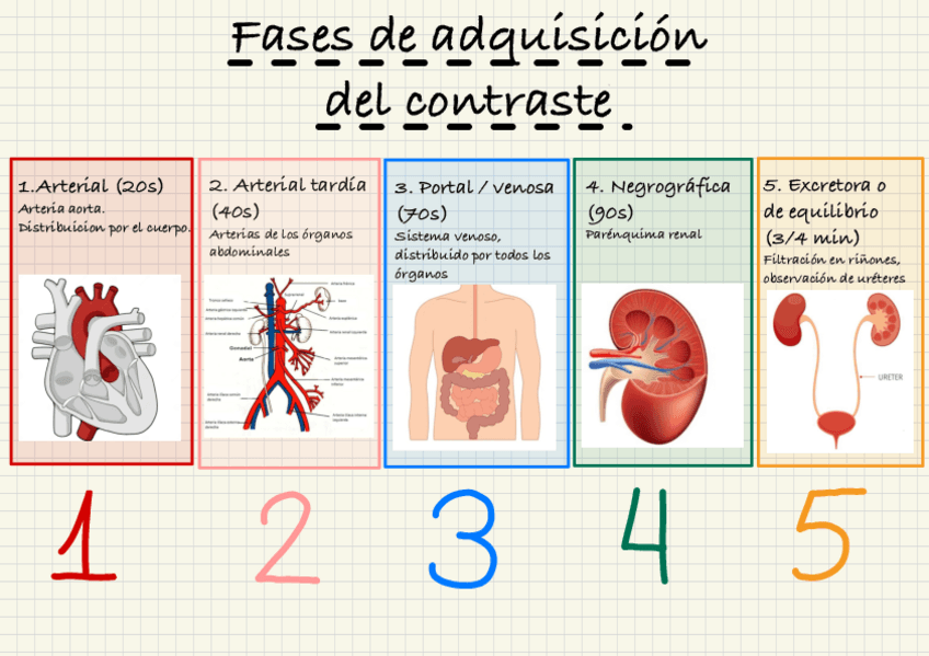 ESQUEMA-FASES-DEL-CONTRASTE-EN-TOMOGRAFIA-ILERNA.pdf