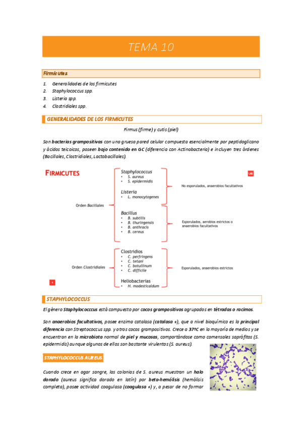 TEMA-10-MICROBIOLOGIA.pdf