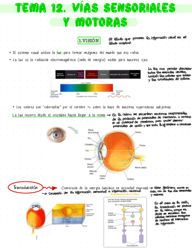 TEMA-12.-VIAS-SENSORIALES-Y-MOTORAS.pdf