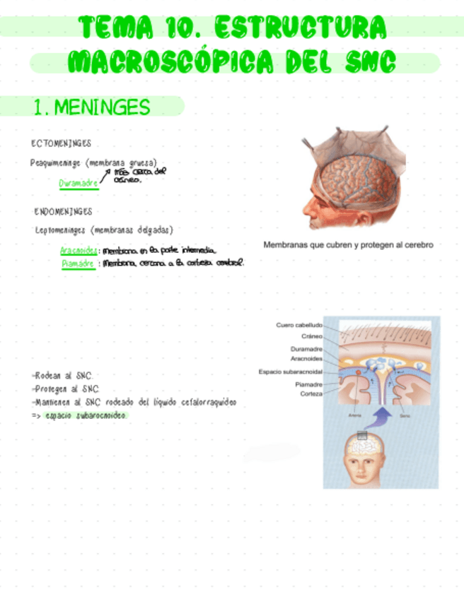 TEMA-10.-ESTRUCTURA-MACROSCOPICA-DEL-SNC.pdf