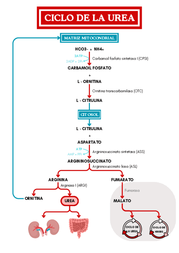 CICLO-DE-LA-UREA.pdf