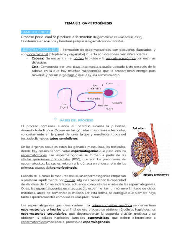 TEMA8.3-GAMETOGENESIS.pdf