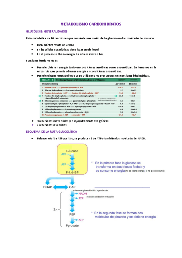 metabolismo-carbohidratos.pdf