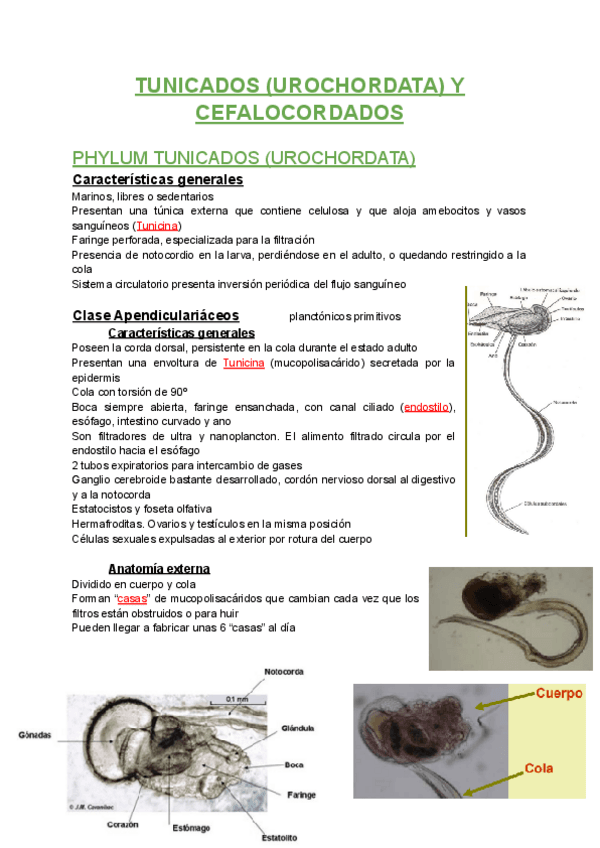 tunicados-urochordata.pdf