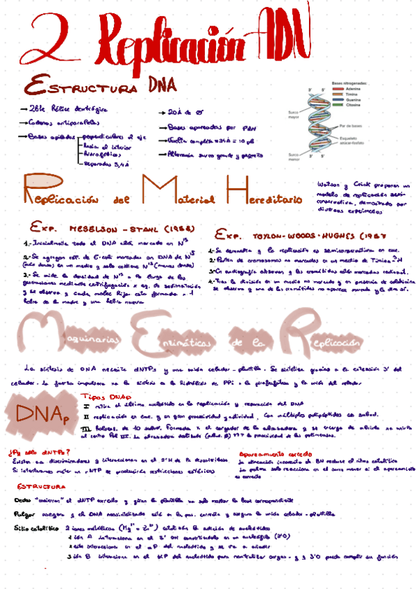 U2-Replicacion-de-ADN.pdf