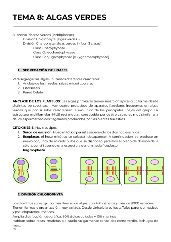 Tema-8-Algas-verdes.pdf