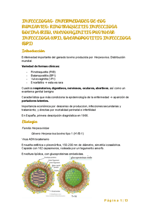 Rinotraqueitis-infecciosa-bovina.pdf