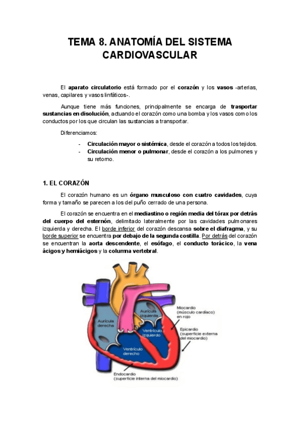 TEMA-8-ANATOMIA.pdf