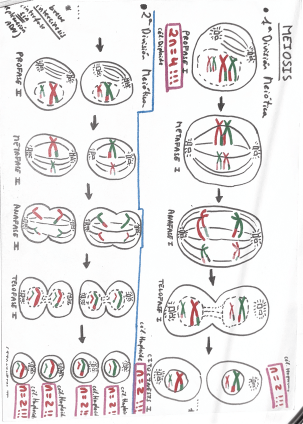 MEIOSIS.pdf