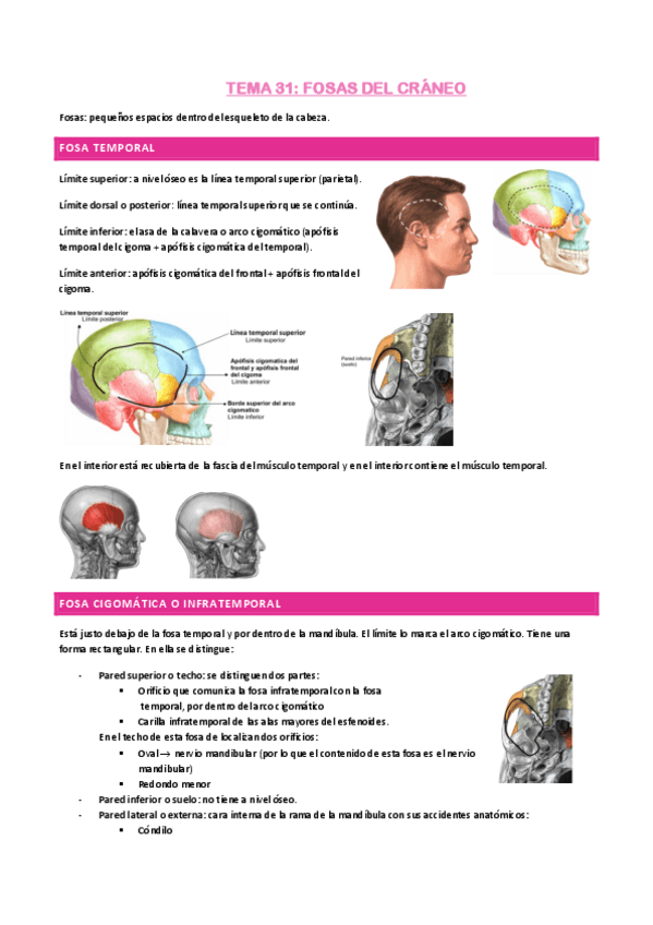 tema-31-fosas-del-craneo.pdf