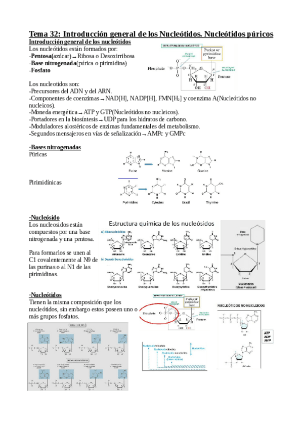 Tema-32.-Introduccion-general-de-los-Nucleotidos.-Nucleotidos-puricos.pdf