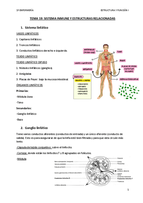 TEMA-19-20-fisio.pdf