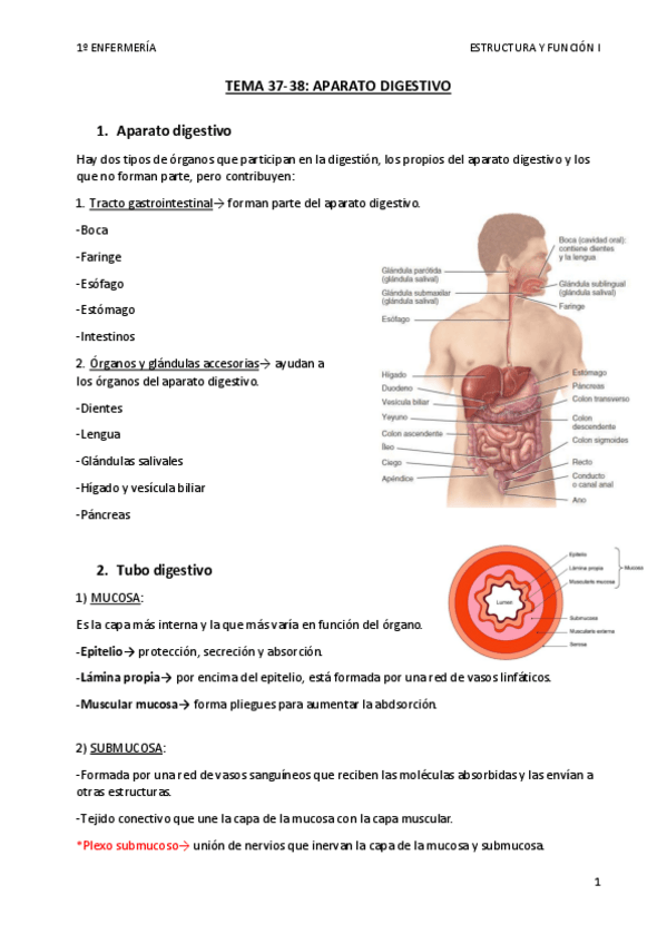 TEMA-37-38-anatomia.pdf