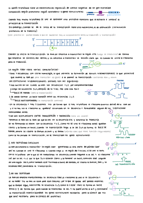 Mecanismo-de-atenuacion-del-operon-triptofano-video.pdf