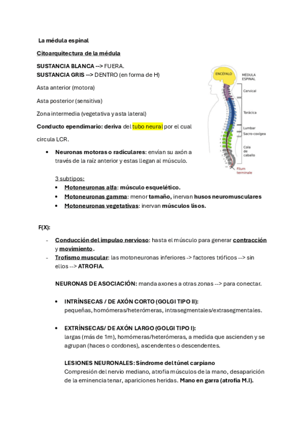Medula-Espinal.pdf