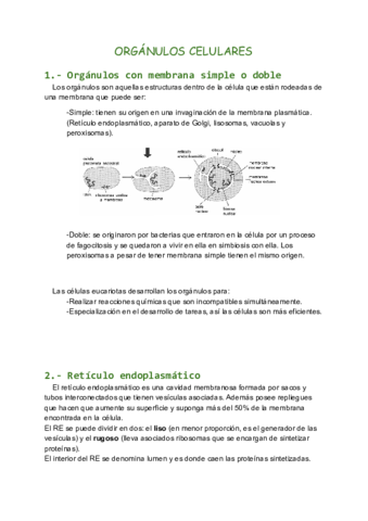 TEMA 3 BIO UNI.pdf