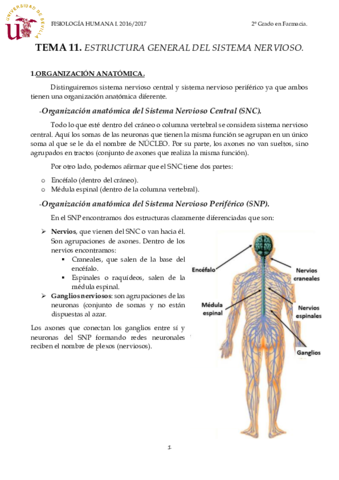 TEMA 11 ESTRUCTURA SNC.pdf