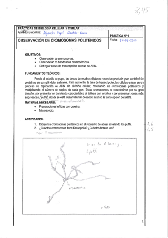 Práctica Biología CT cromosomas y disoluciones.pdf