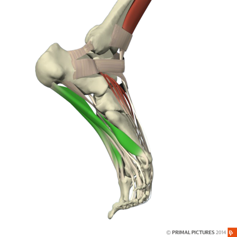 Flexion_extension of the MTP joints II.png