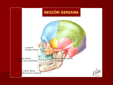 REGIÓN GENIANA.pdf