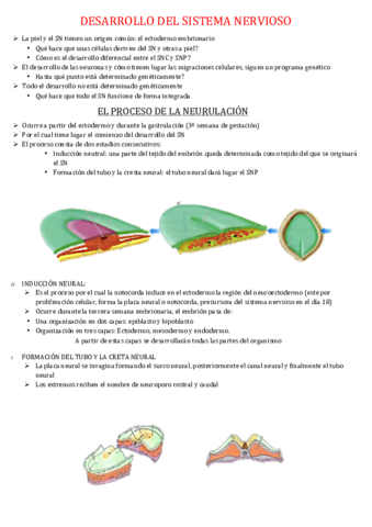 T1 desarrollo SN.pdf