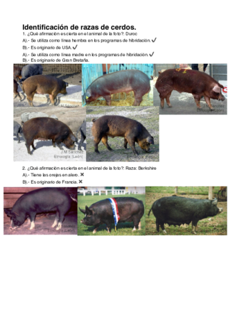 Identificación de razas de cerdos.pdf